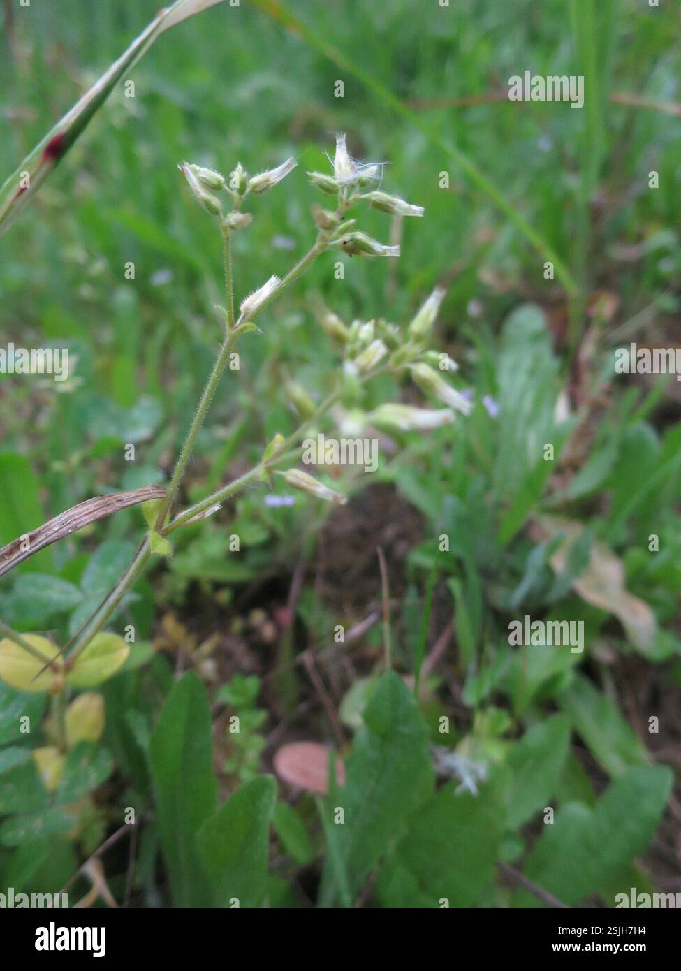 Sticky mouse-ear chickweed (Cerastium glomeratum), Plantae, Grândola ...