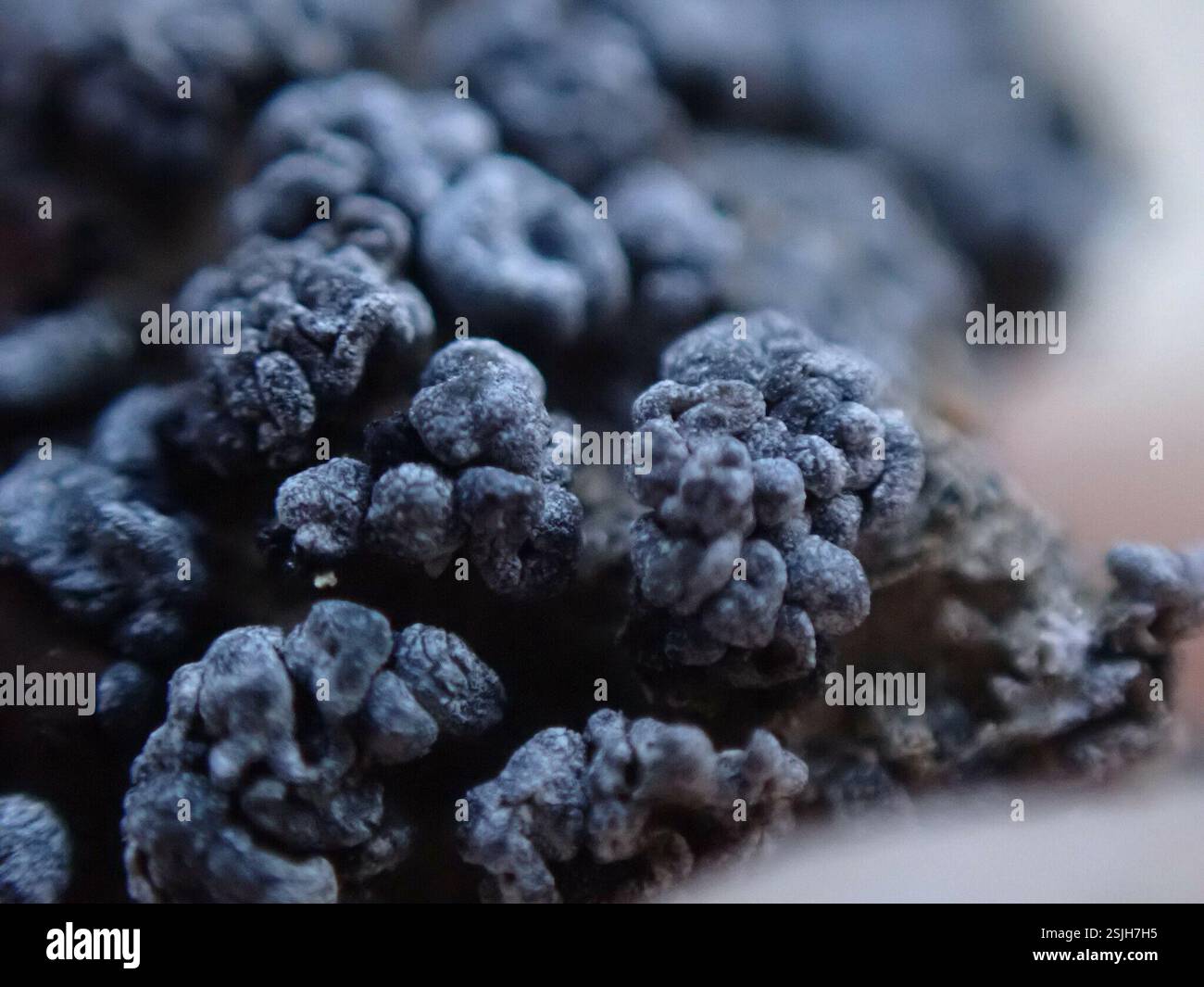 Ascomycete Fungi (Ascomycota), Fungi, Palm Desert, CA, USA, On mineral ...