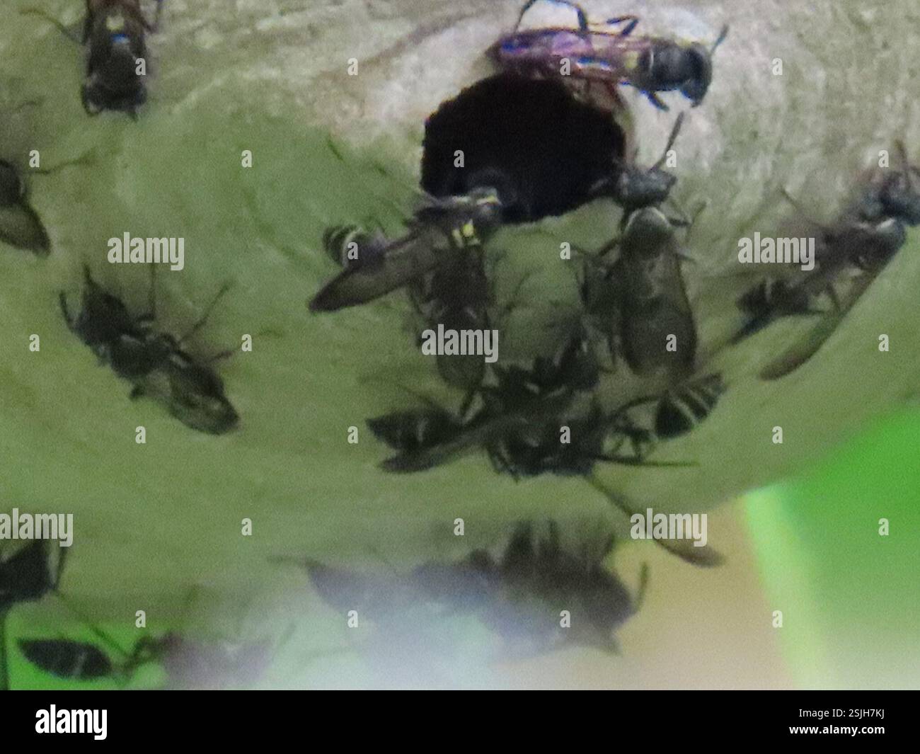 Yellow-banded Polybia Wasp (Polybia occidentalis), Insecta, Anton's ...