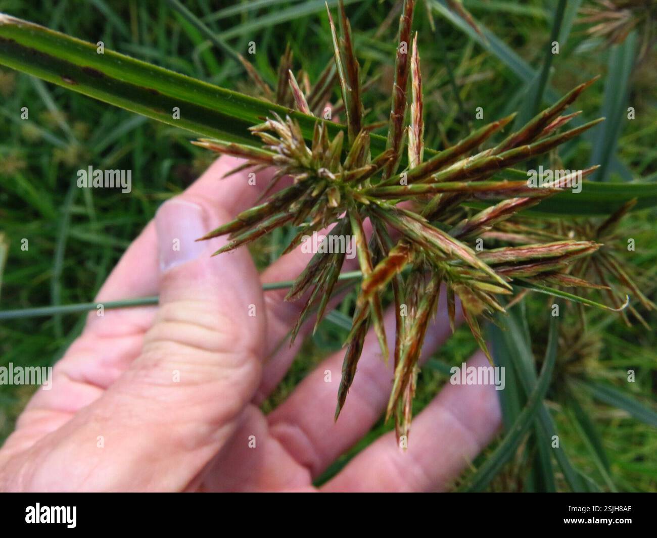 Fig Sedge (Cyperus dives), Plantae, Howick, 3290, South Africa, Fig ...