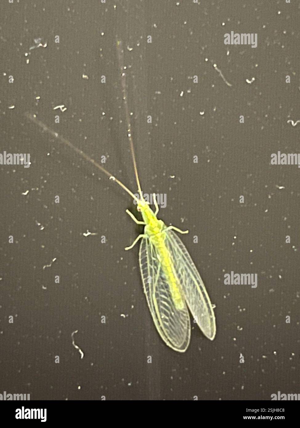 (Mallada basalis), Insecta, Auckland, NZ Stock Photo - Alamy