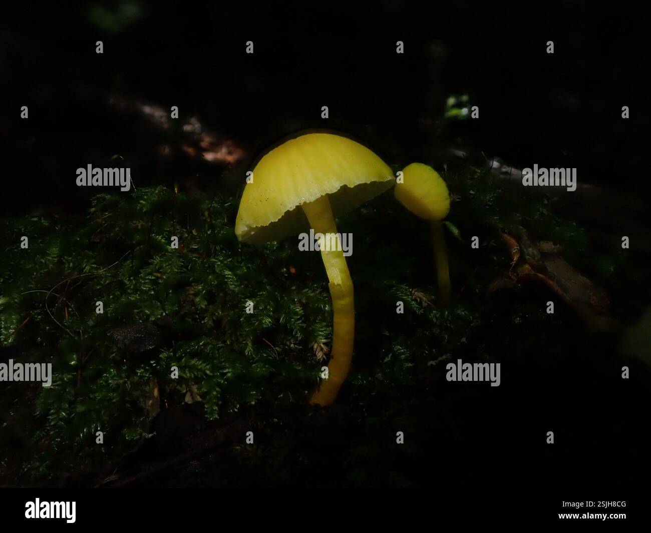 Waxcaps (Hygrocybe), Fungi, Ehlanzeni District Municipality, South ...