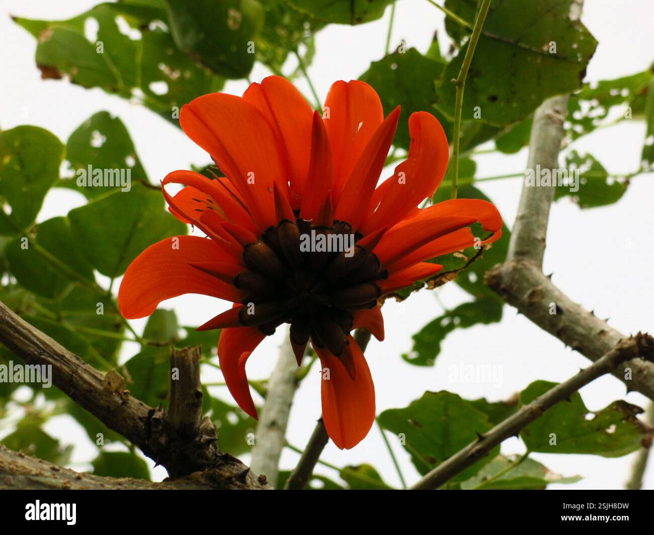 South African Coral Tree (Erythrina afra), Plantae, Beacon Rocks ...