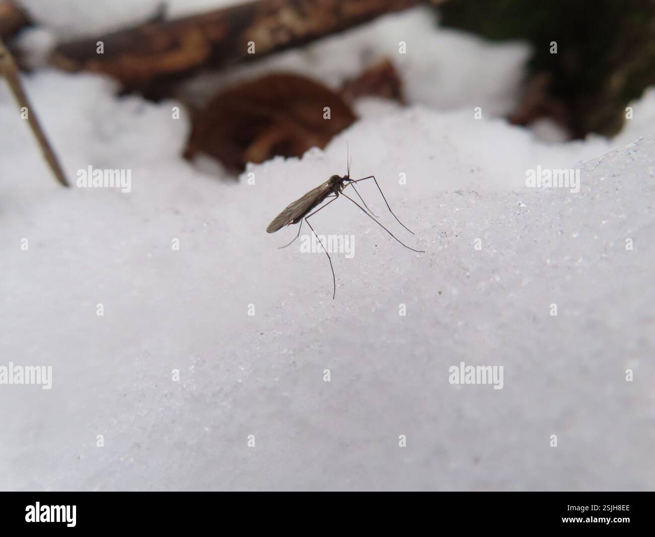 (Trichocera), Insecta, Waukesha County, WI, USA Stock Photo - Alamy