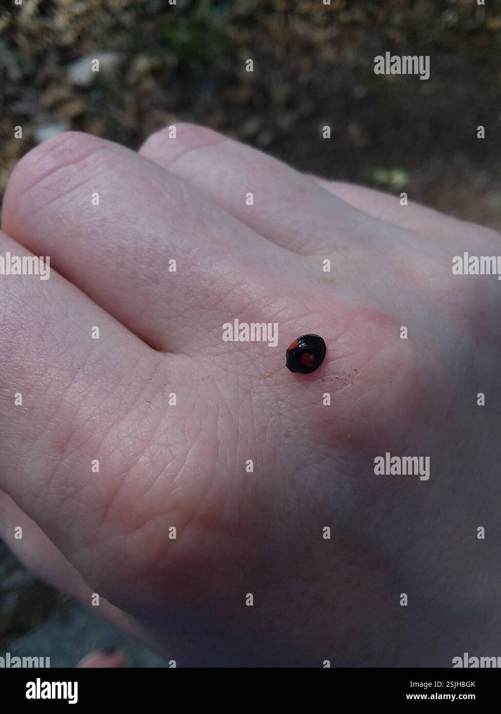 Cactus Lady Beetle (Chilocorus cacti), Insecta, Windsor Forest ...