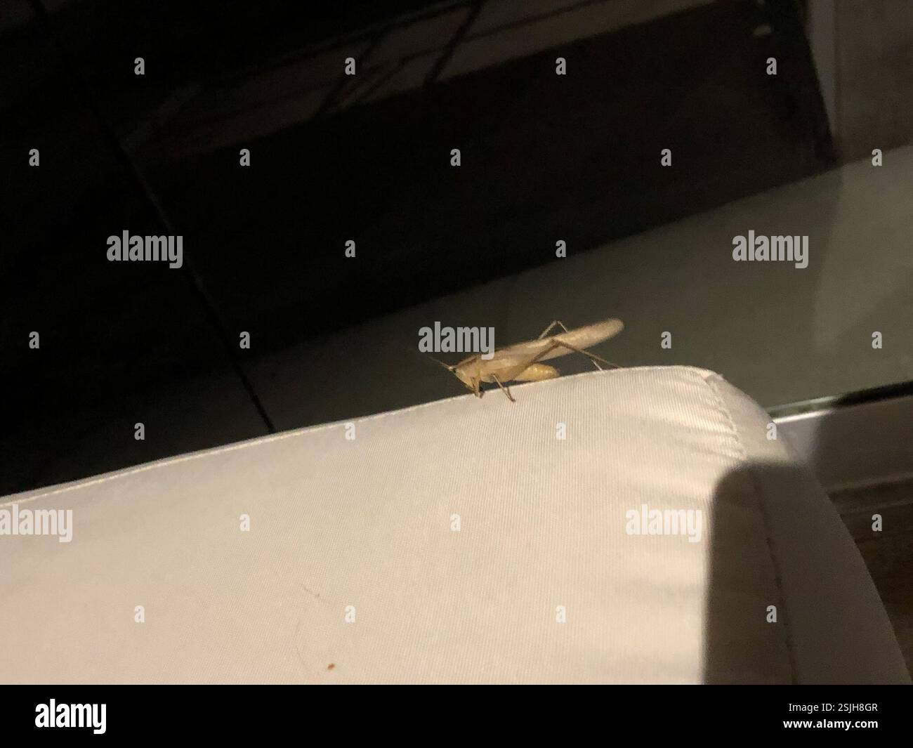 Common Coneheads (Neoconocephalus), Insecta, Cabo San Lucas, BCS, MX ...