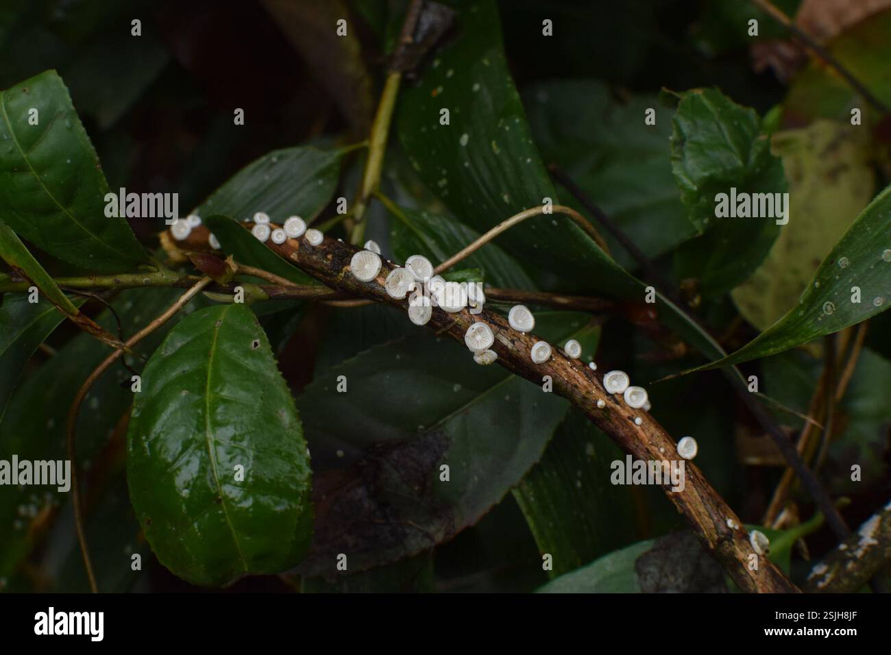 (Chaetocalathus craterellus), Fungi, 中国浙江省杭州市西湖区 Stock Photo - Alamy