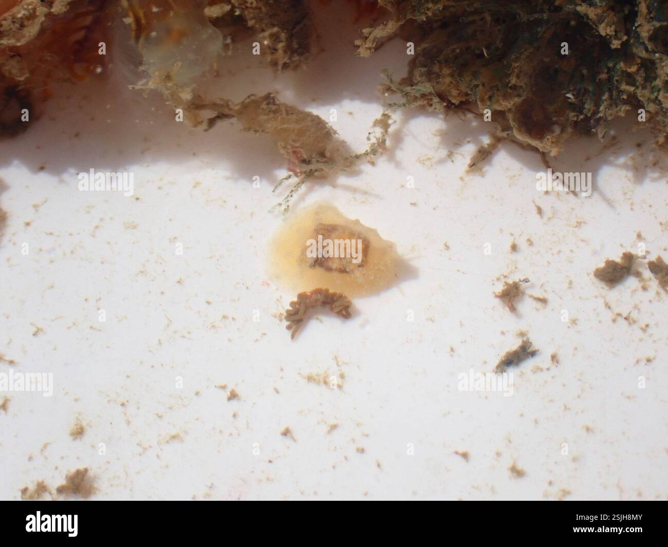 (Velutinidae), Mollusca, Colac-Otway - South, AU-VI, AU, Not a good ...