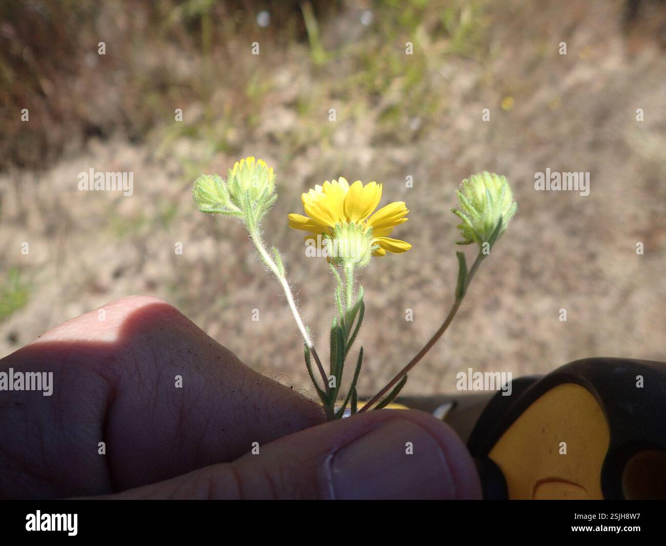 Coastal Tarweed (Deinandra corymbosa), Plantae, Santa Cruz County, CA ...