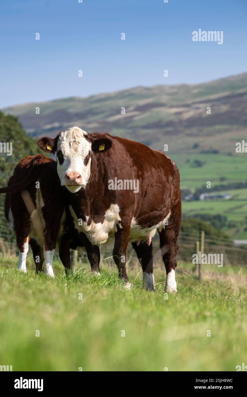 Hereford cow with calf feeding from its mothers udder. Cumbria, UK ...