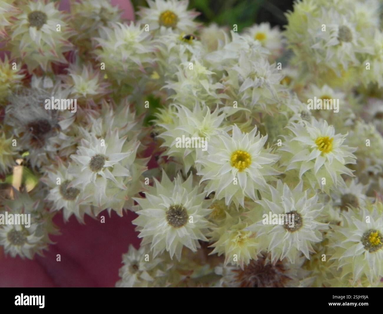 Wrinkly Everlasting (Helichrysum rugulosum), Plantae, uMkhanyakude ...