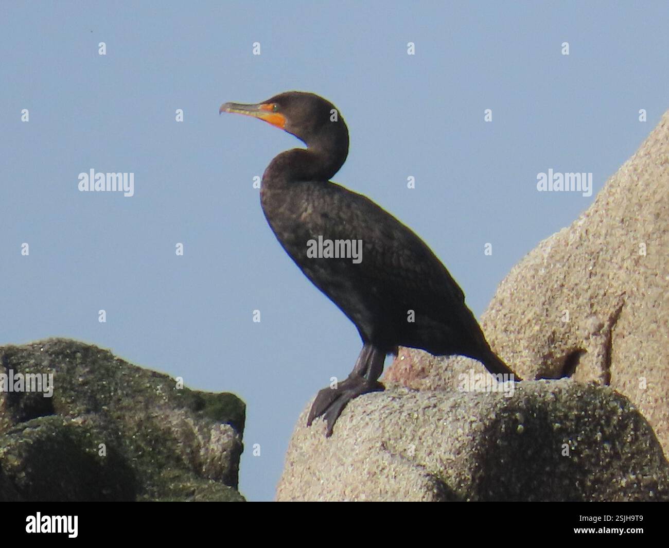 Orange throat pouch cormorant hi-res stock photography and images - Alamy