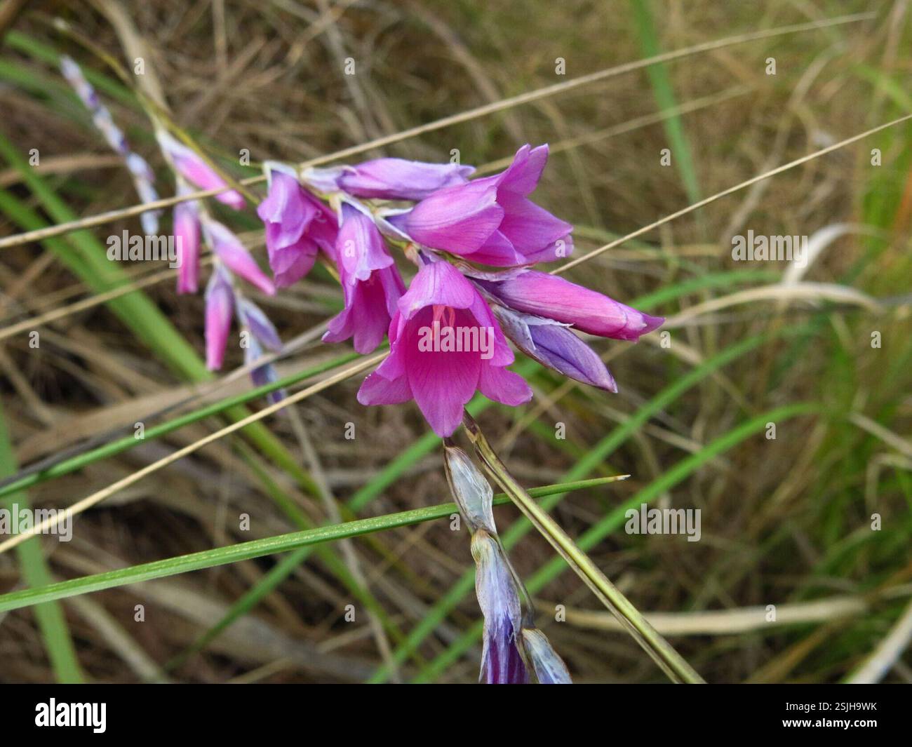 Hairbells (Dierama), Plantae, uMgungundlovu District Municipality ...