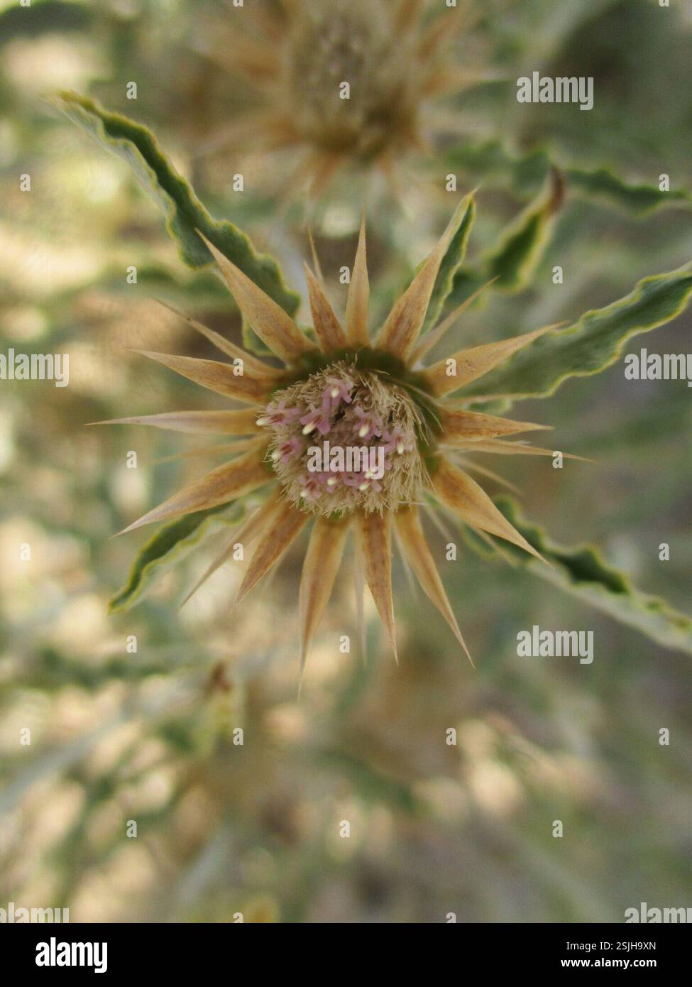 Common Karmedik (Dicoma capensis), Plantae, Erongo Region, Namibia ...