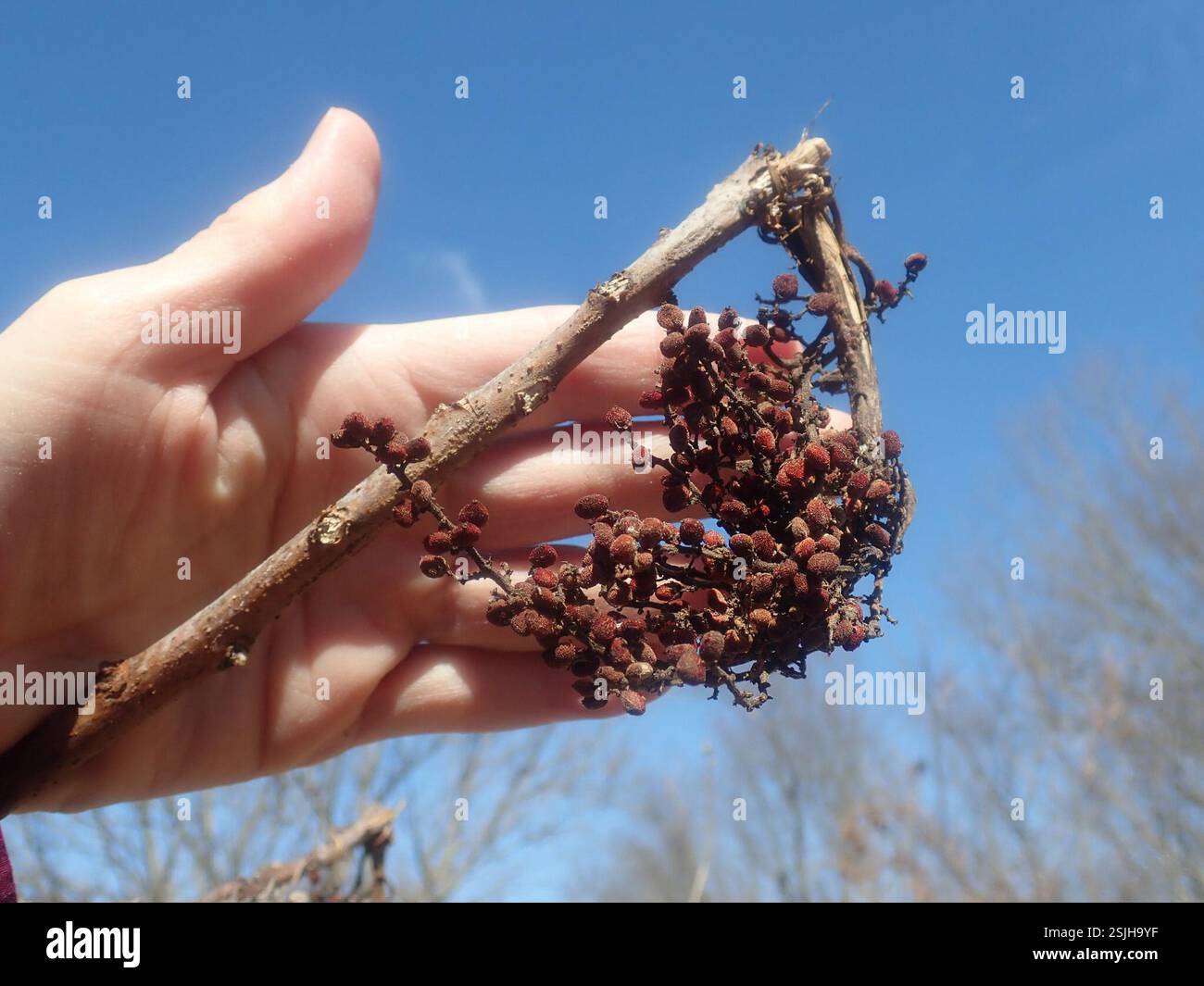 smooth sumac (Rhus glabra), Plantae, Hampshire, Massachusetts, United ...