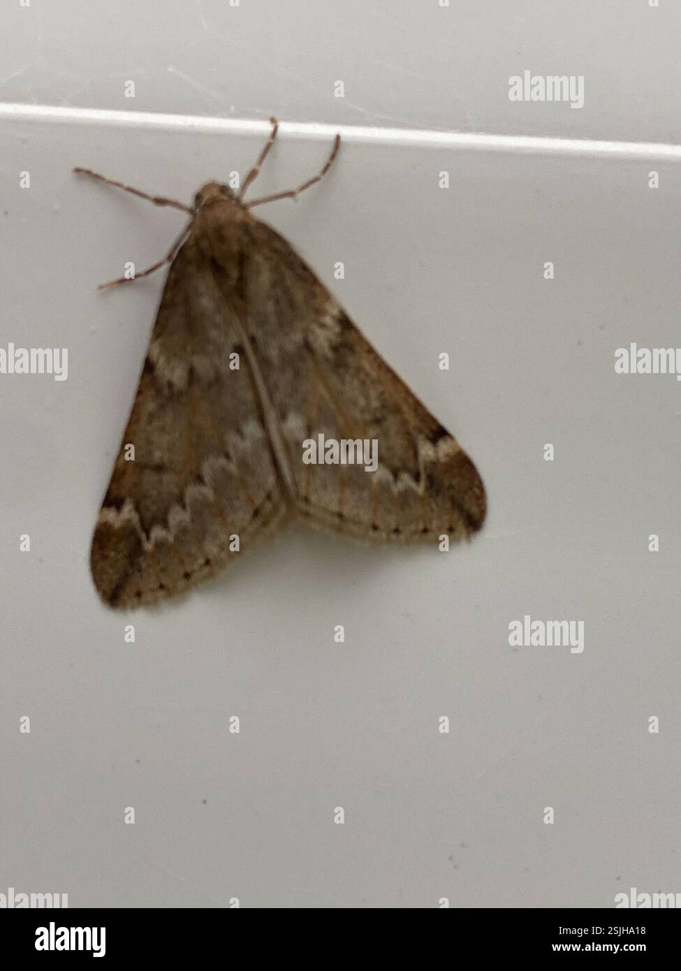 March Moth (Alsophila aescularia), Insecta, New Forest National Park ...