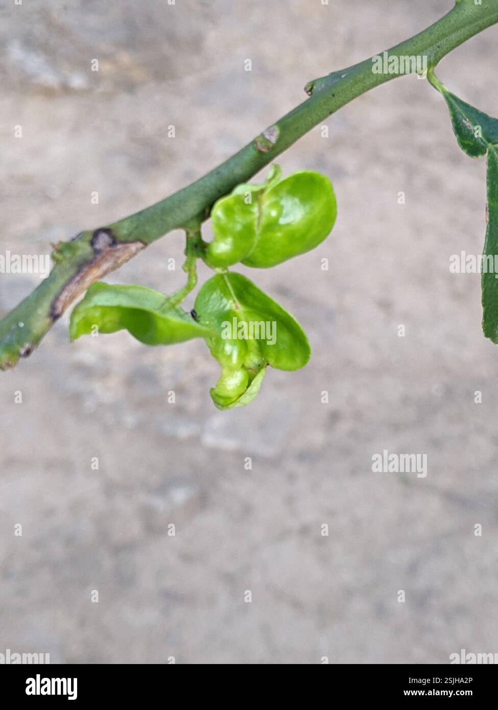 Citrus Bud Mite (Aceria sheldoni), Arachnida, Moca, Dominican Republic ...