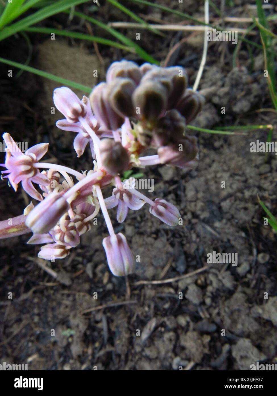 Cooper’s African hyacinth (Ledebouria cooperi), Plantae, uThukela ...