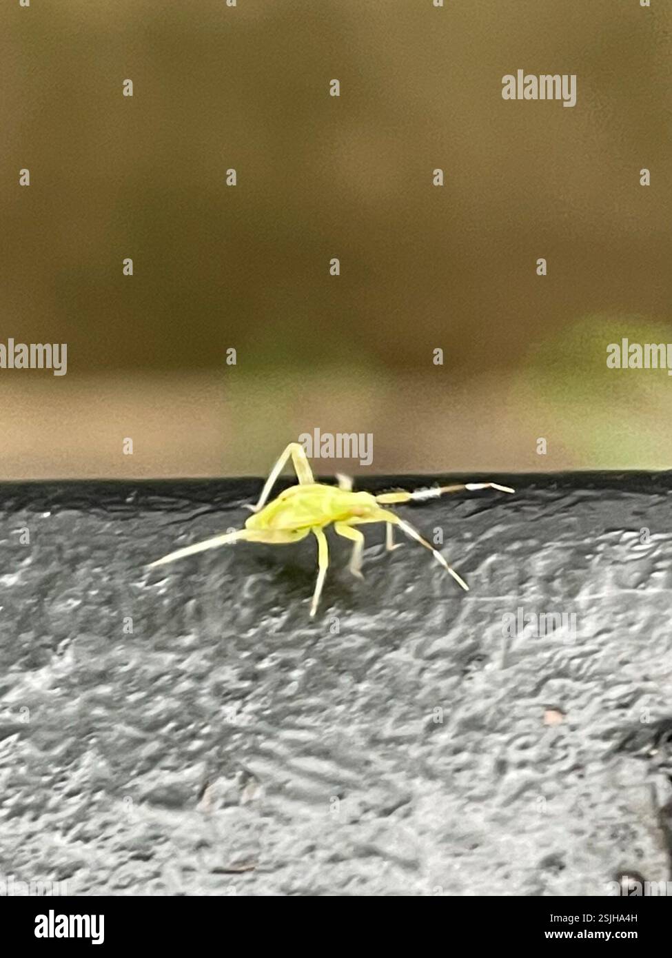 True Bugs, Hoppers, Aphids, and allies (Hemiptera), Insecta, San ...