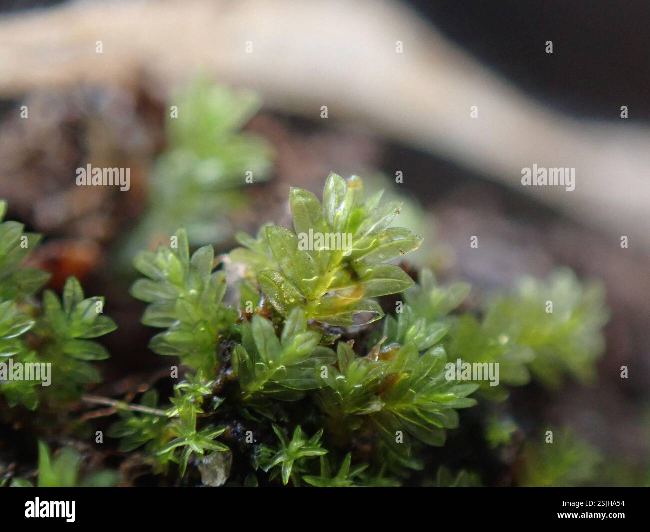 pocket mosses (Fissidens), Plantae, Wildomar, CA, USA, On soil bank of ...