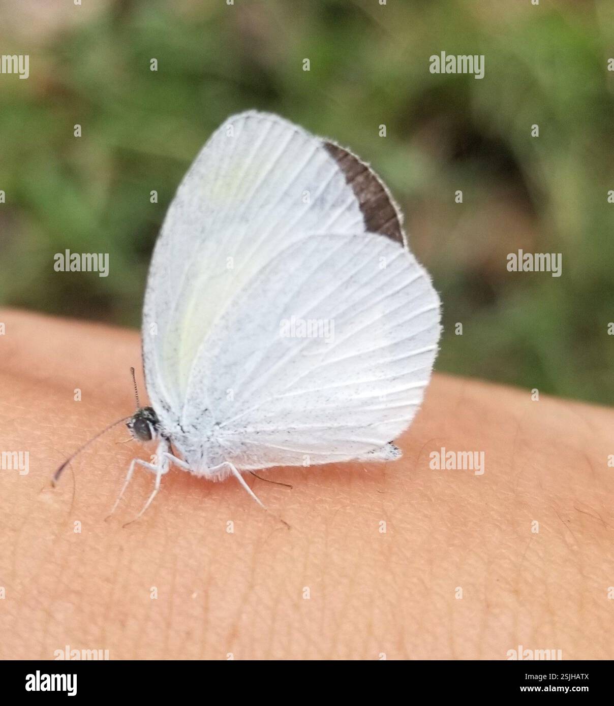 Barred Yellow (Eurema daira), Insecta, Chontales, Nicaragua Stock Photo ...