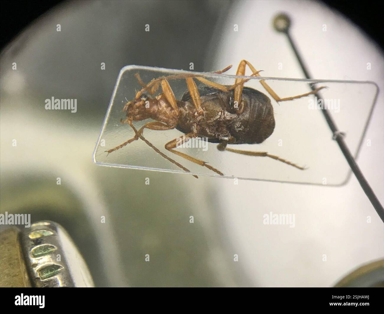 Cyan-winged Bombardier Beetle (Brachinus cyanipennis), Insecta ...