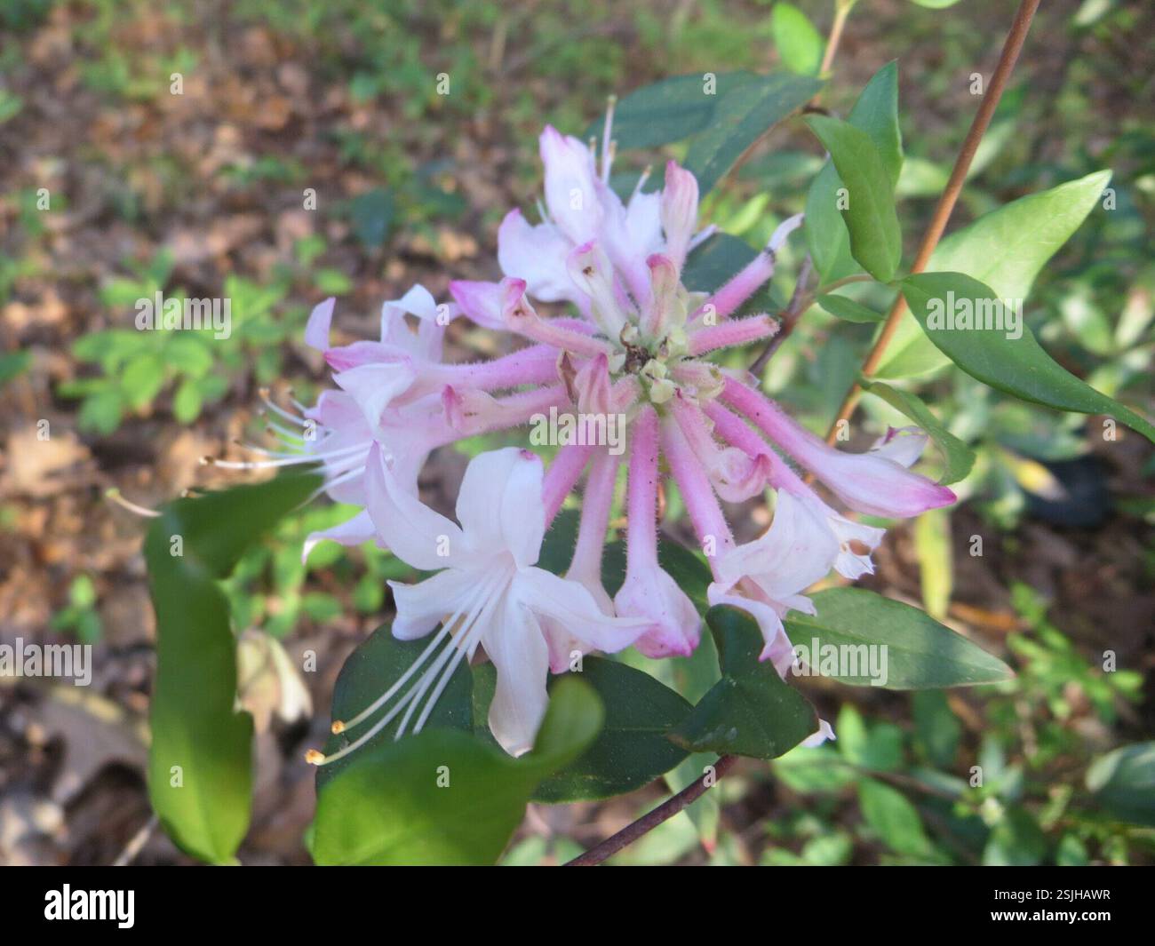 Southern Pinxter Azalea (Rhododendron canescens), Plantae, Windsor ...