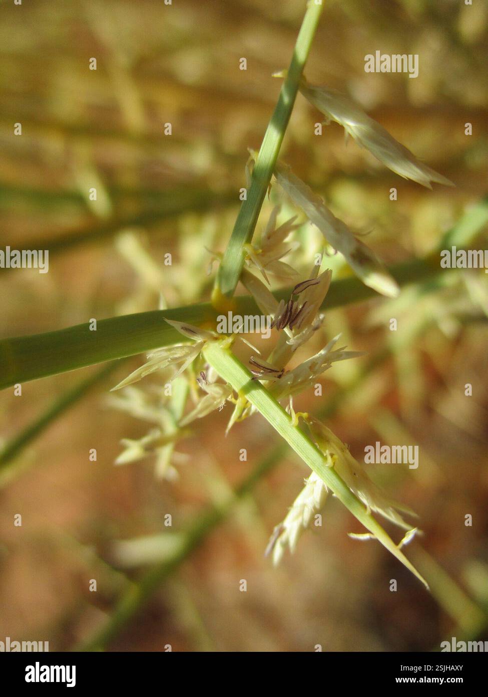 Spiny Love Grass (Cladoraphis spinosa), Plantae, Erongo Region, Namibia ...