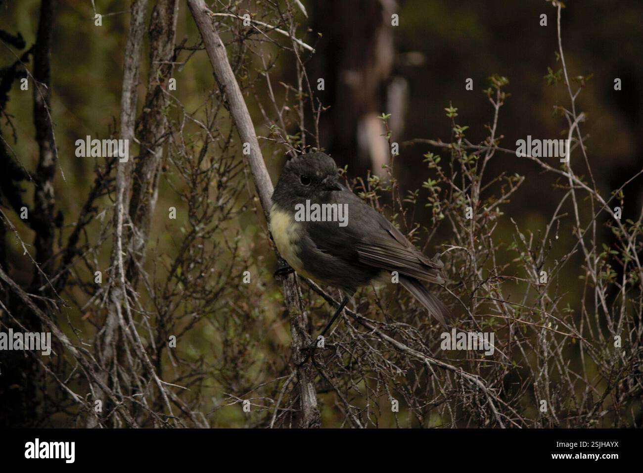 Mainland South Island Robin (Petroica australis australis), Aves ...