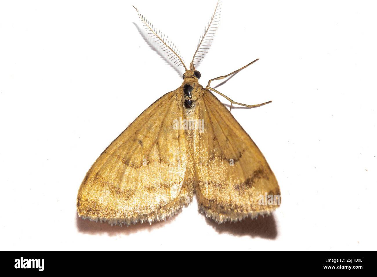 (Asaphodes abrogata), Insecta, Omarama, New Zealand, Alpine zone moths ...
