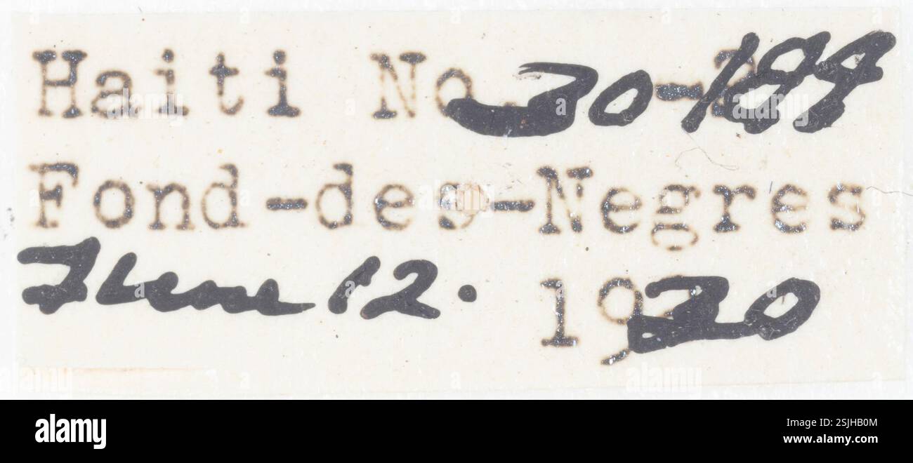 (Colpoptera clerodendri), Insecta, Fonds Des Negres, Haiti, This is the ...