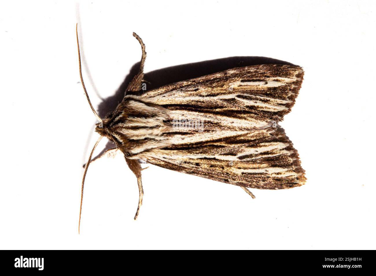 Chocolate Swamp Wainscot (Ichneutica similis), Insecta, Mount Hamilton ...