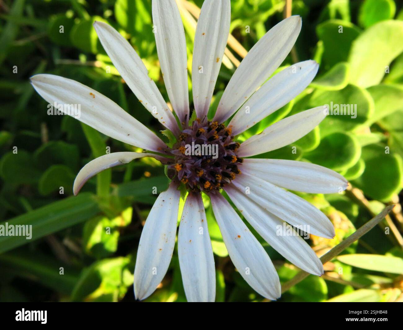 trailing African daisy (Dimorphotheca fruticosa), Plantae, Ugu, KwaZulu ...