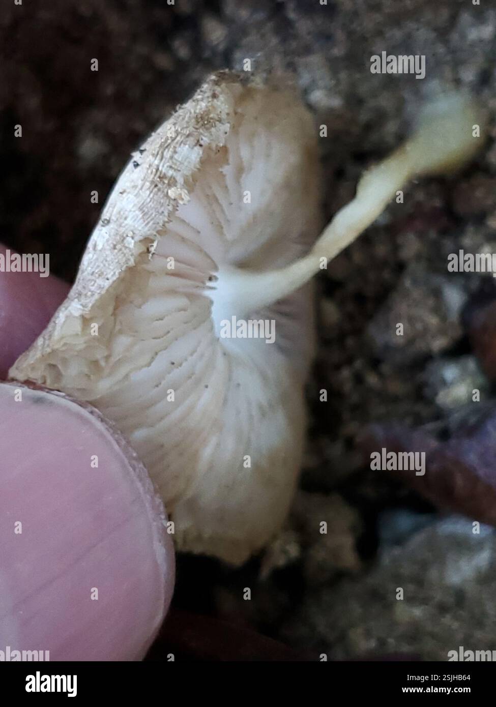 Basidiomycete Fungi (Basidiomycota), Fungi, Sullivan's Island, SC, USA ...