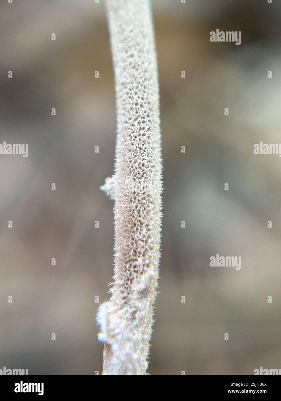 Common Gilled Mushrooms and Allies (Agaricales), Fungi, Pitt Pl ...