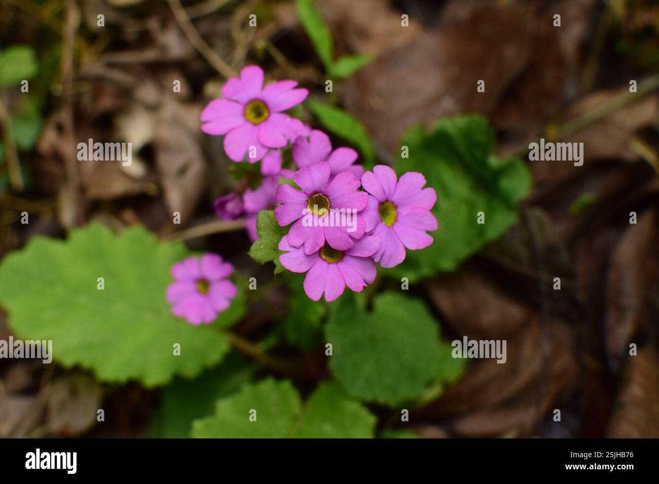 Poison Primrose (Primula obconica), Plantae, 中国贵州省黔南布依族苗族自治州龙里县 Stock ...