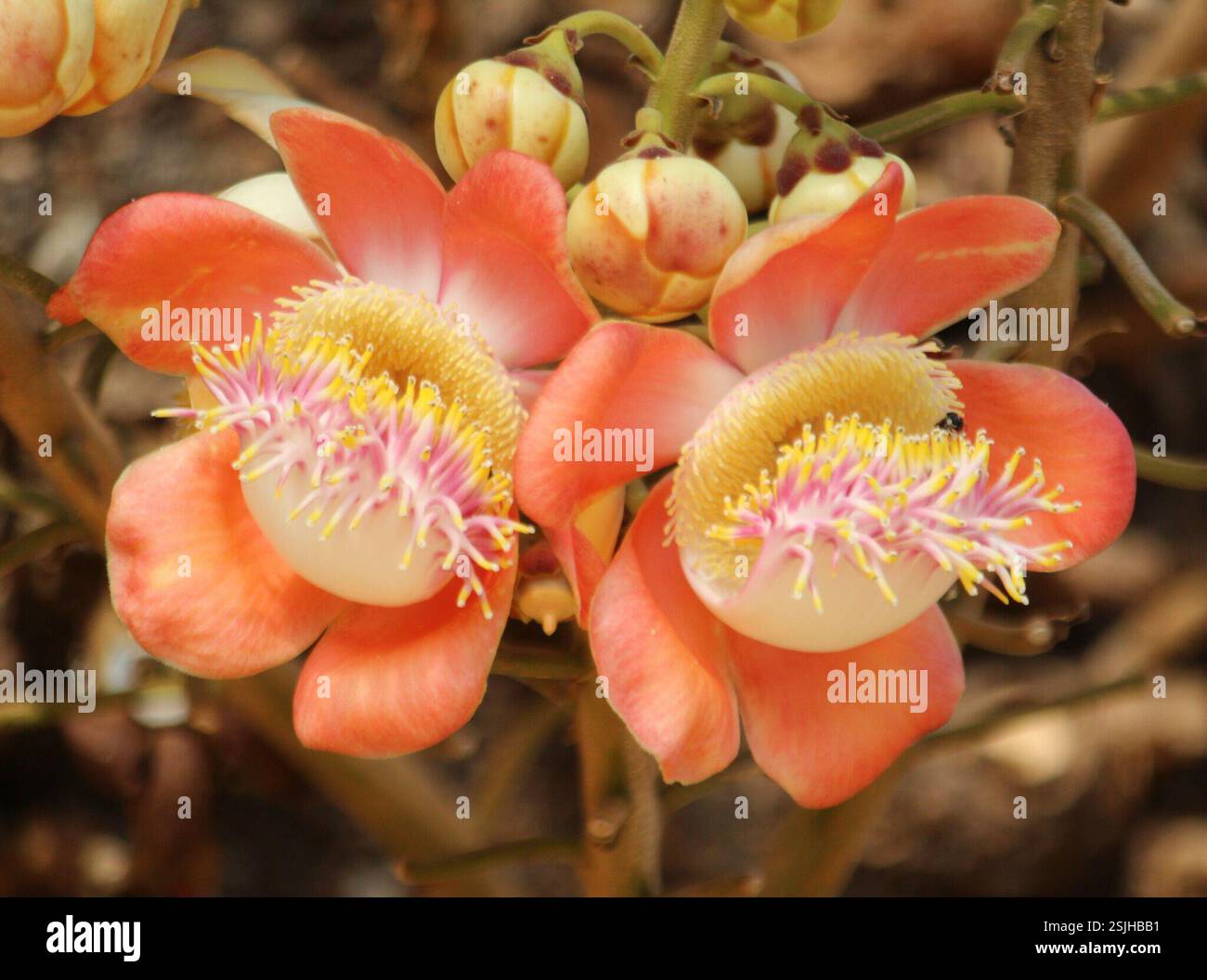 cannonball tree (Couroupita guianensis), Plantae, Mysore Division ...