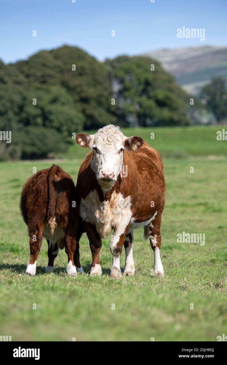 Hereford cow with calf feeding from its mothers udder. Cumbria, UK ...