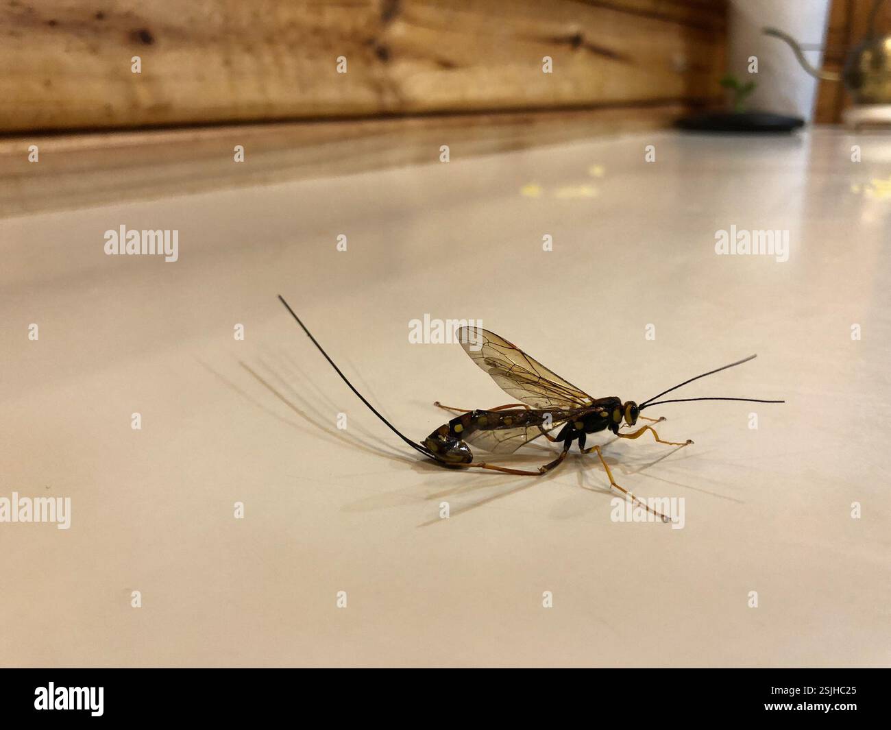 Western Giant Ichneumonid Wasp (Megarhyssa nortoni nortoni), Insecta ...
