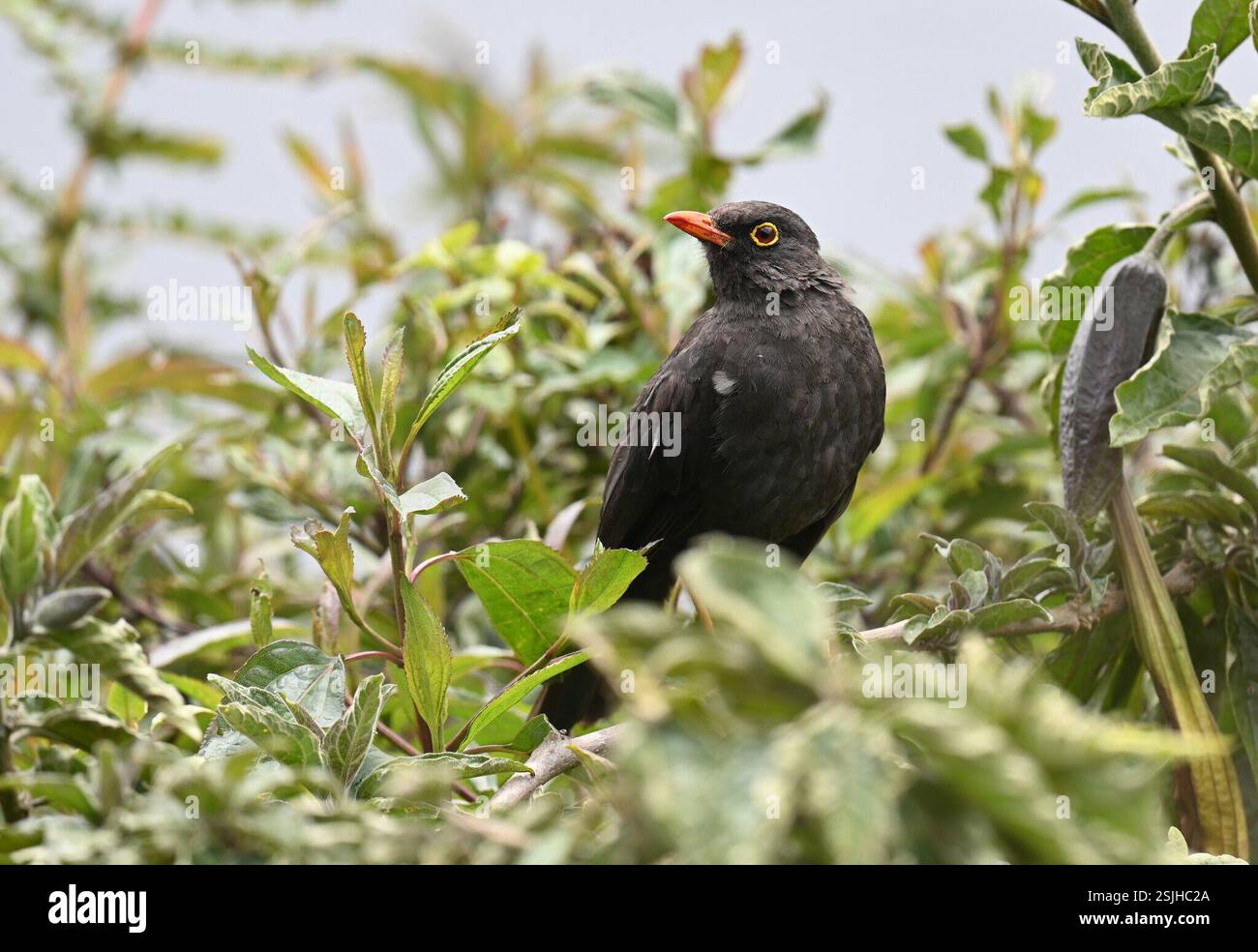 Great Thrush (Turdus fuscater), Aves, Laguna Papallacta, Ecuador Stock ...
