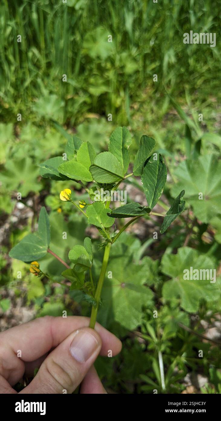 bur clover (Medicago polymorpha), Plantae, Westwood, Los Angeles, CA ...