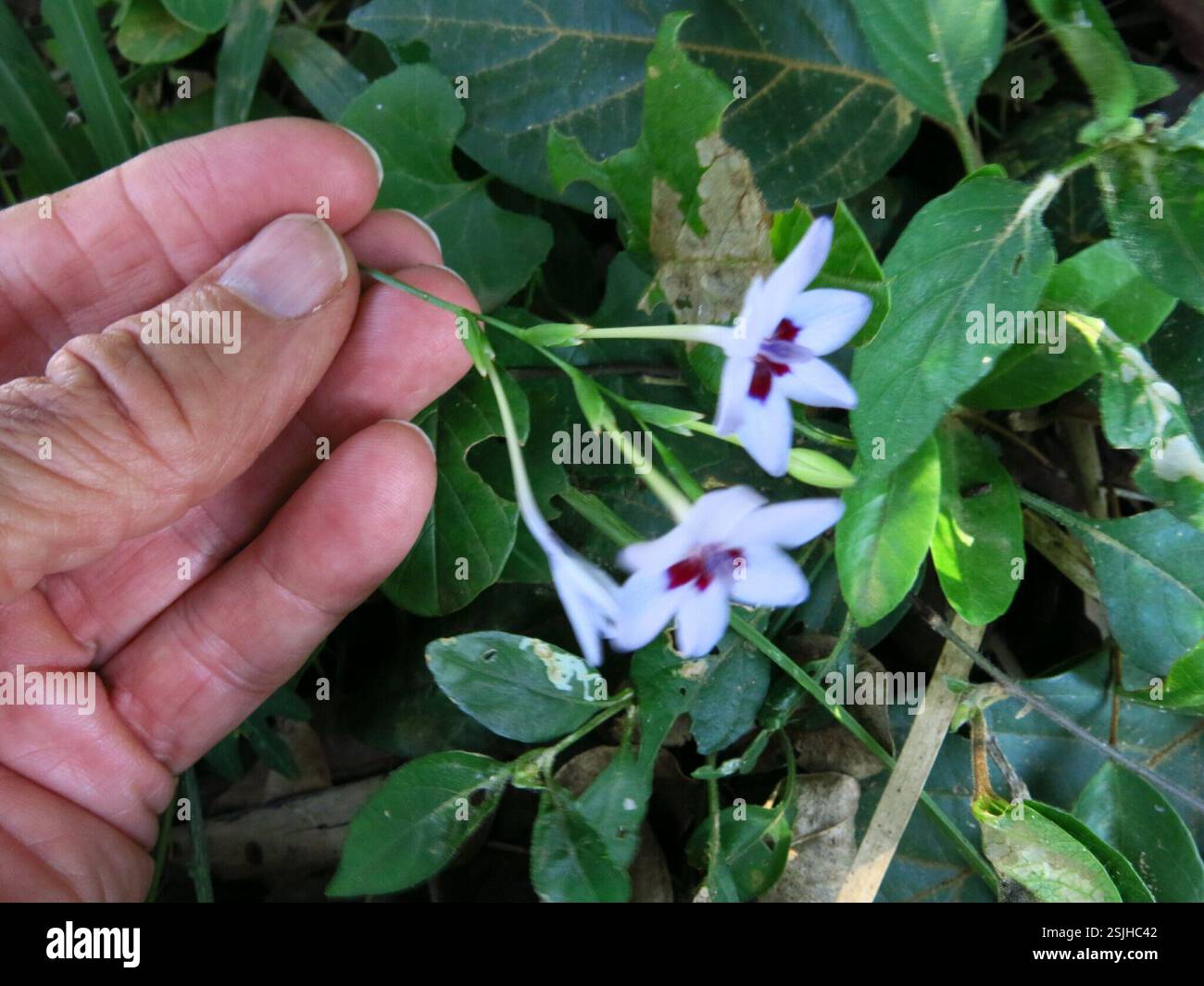(Freesia laxa azurea), Plantae, uMkhanyakude District Municipality ...