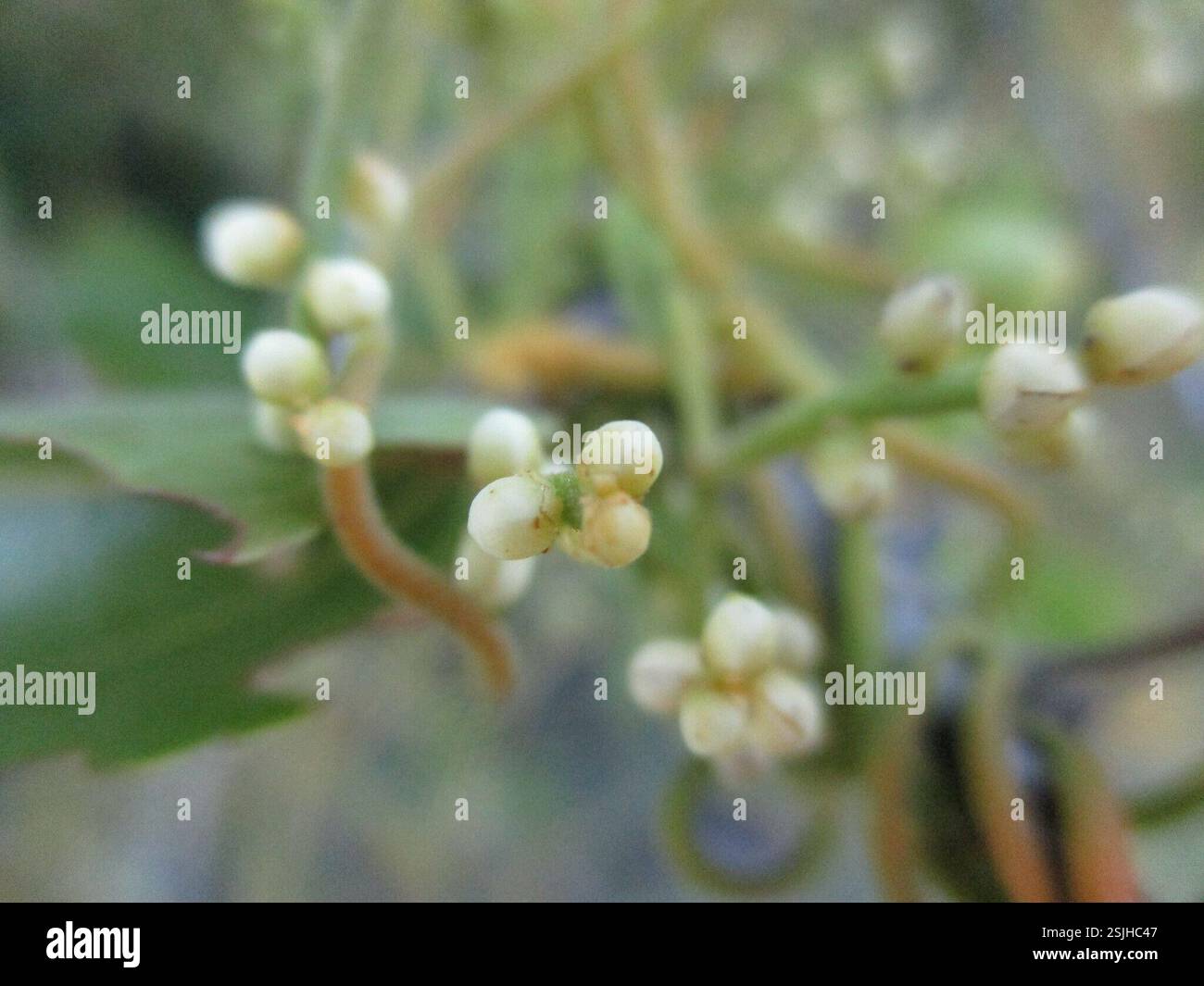 laurel dodder (Cassytha filiformis), Plantae, Zambezi Region, Namibia ...
