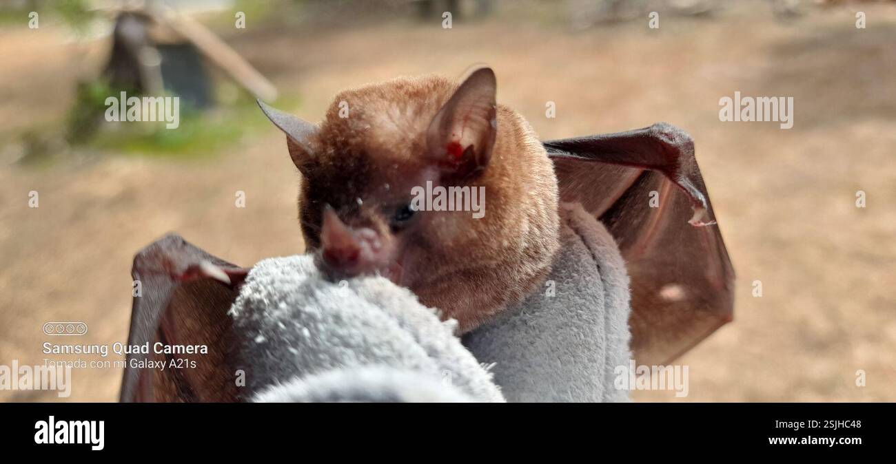 Merriam's Long-tongued Bat (Glossophaga mutica), Mammalia, Antón ...