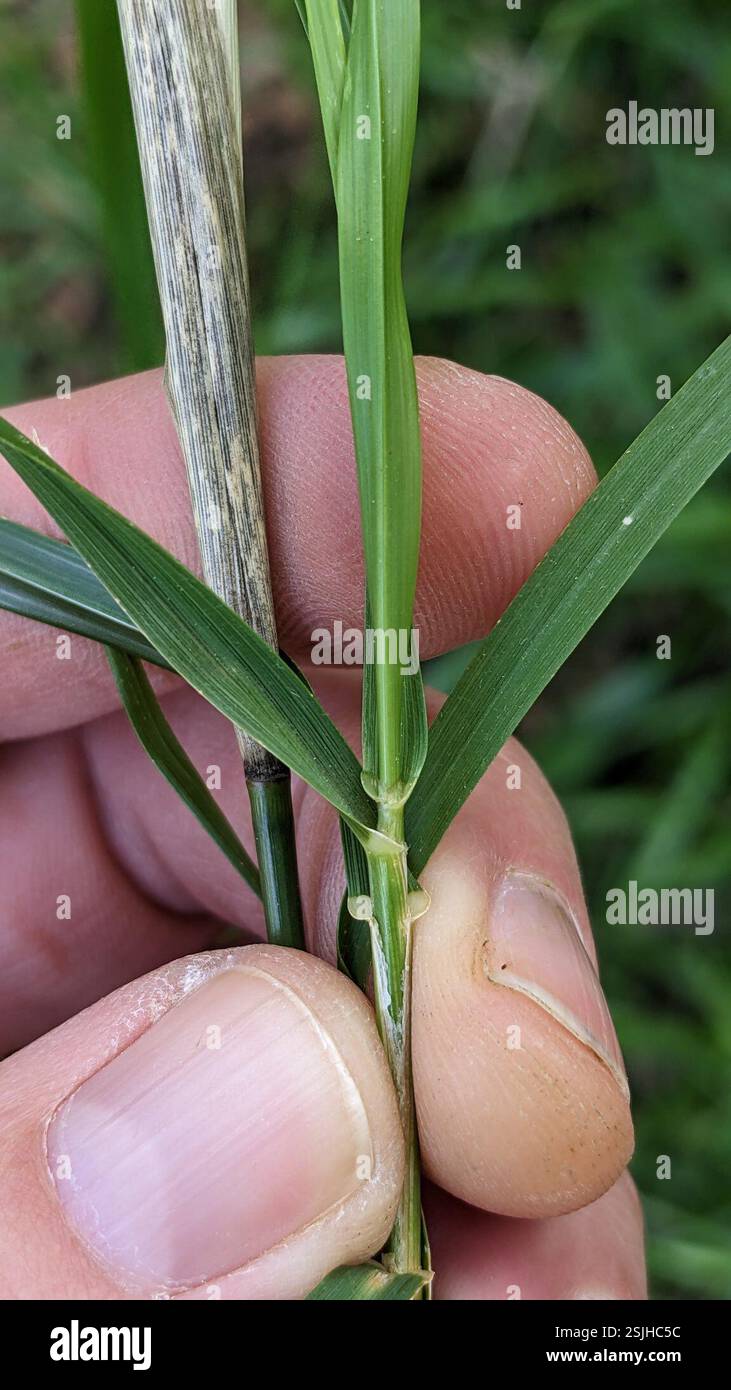 Smilo Grass (Oloptum miliaceum), Plantae, Westwood, Los Angeles, CA ...