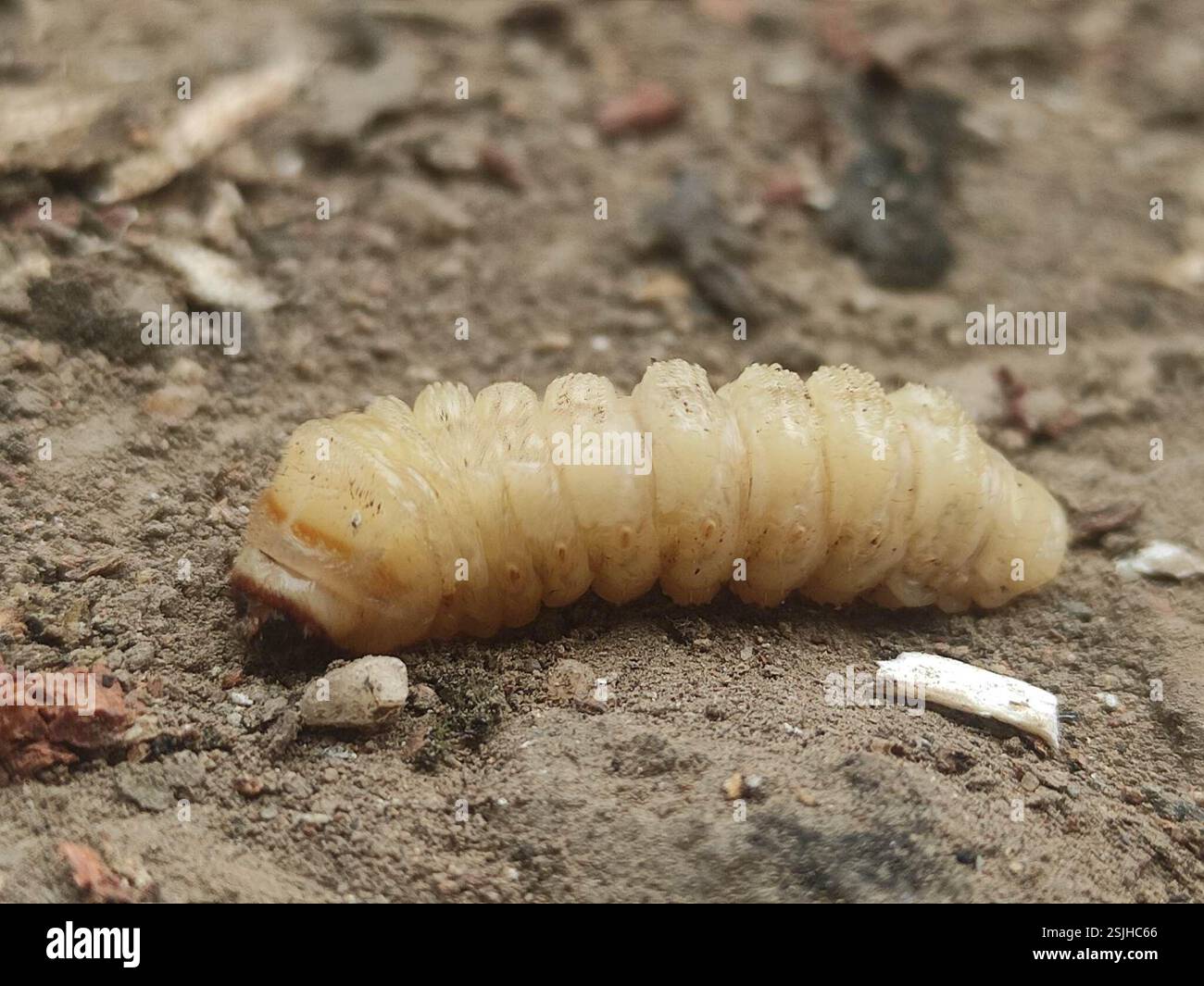 Mango Stem Borer (Batocera rufomaculata), Insecta, Kawkareik, Larva ...