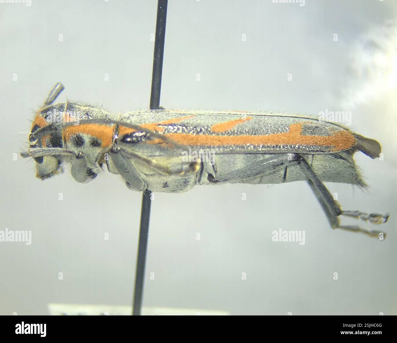 Oblique-banded Longhorn Beetle (Saperda imitans), Insecta, Indian Cave ...