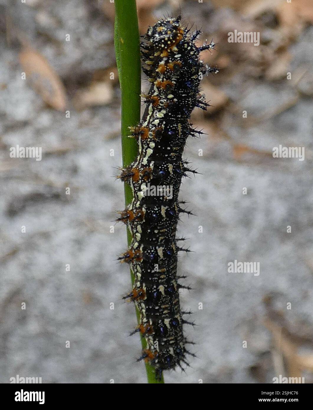 Common Buckeye (Junonia coenia), Insecta, River Rd. Preserve: Putnam ...