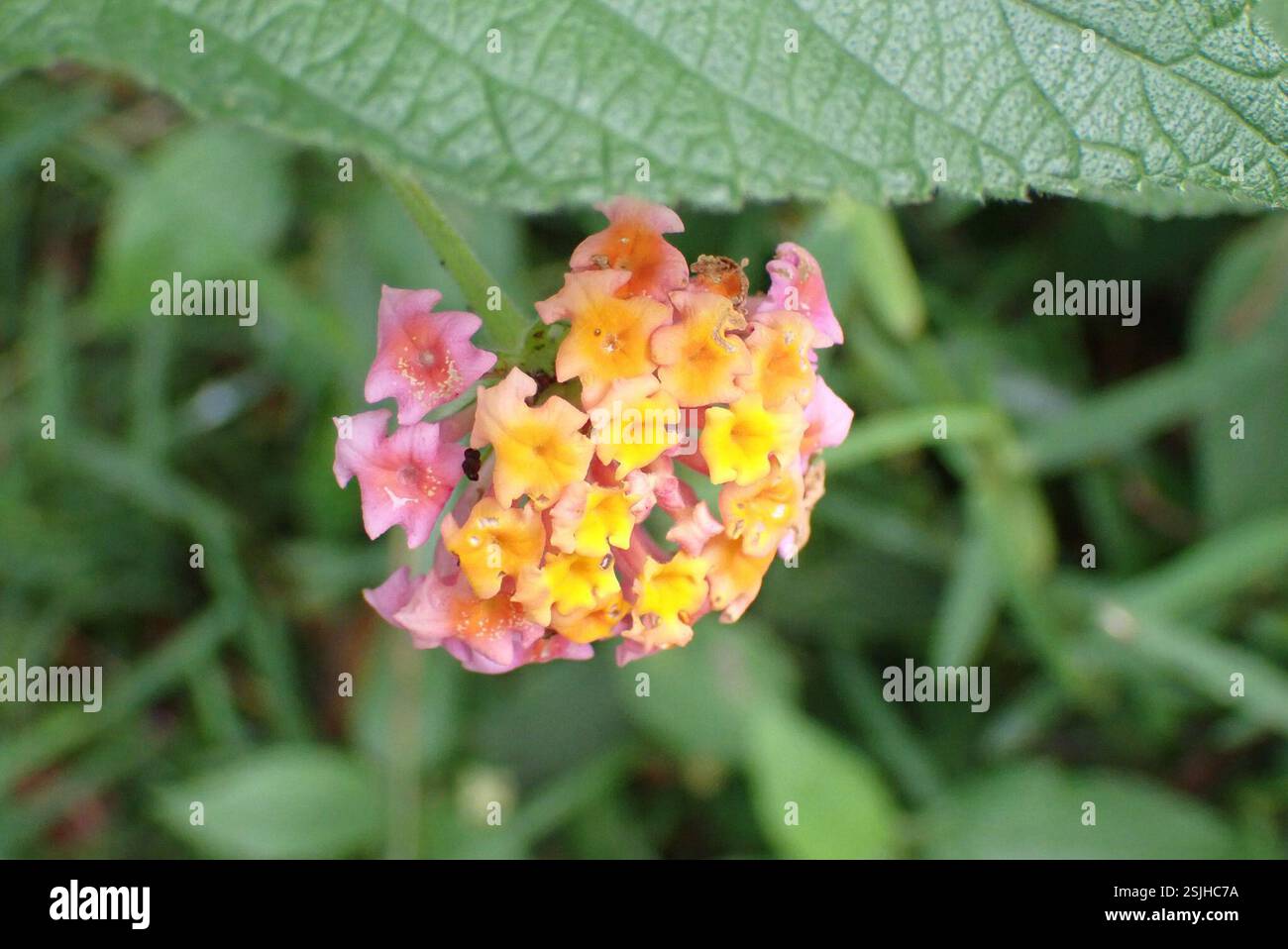 common lantana (Lantana camara), Plantae, Chase Valley ...
