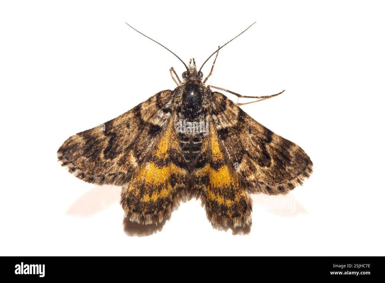 Riverbed Triangle (Arctesthes catapyrrha), Insecta, Omarama, New ...